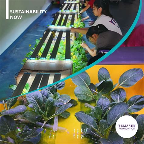 Single Cell Protein Cultured From Soybean Process Water Looks Promising