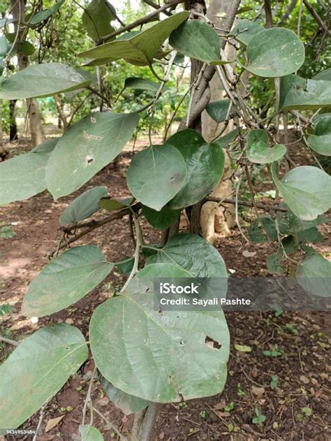 Cordia Dichotoma Tree Or Fragrant Manjack Snotty Gobbles Cummingcordia