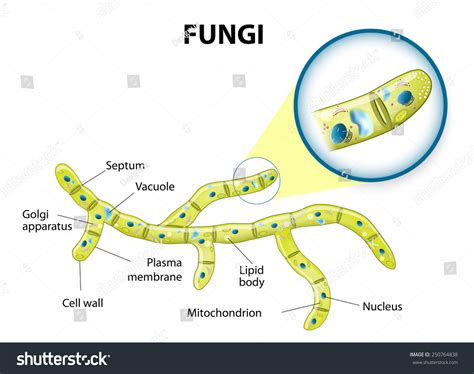 Fungi Diagram Structure Of Fungal Cell With Diagram