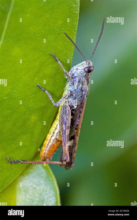 Lateral Close Up Of A Red Green Grasshopper Of The Species Omocestus