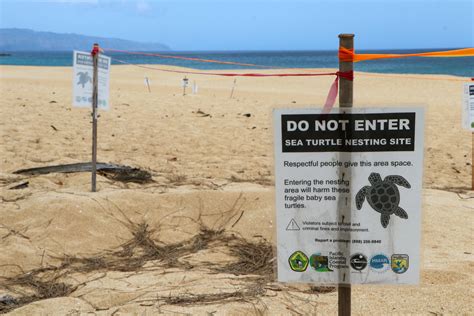 8125 Its Sea Turtle Nesting Season Help Protect Hatchlings This