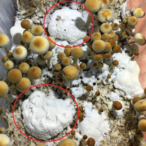 Weird Mushroom Mutations Abnormalities And How They Shape New Strains