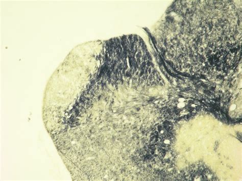 Image Gallery Florida Tech