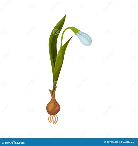 Snowdrop Drooping Flowers On Stem With Linear Leaves Vector