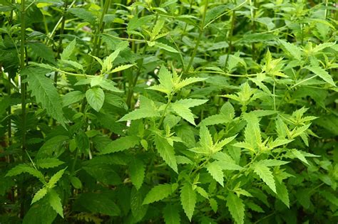 Bugleweed Herbs Herbal Reality