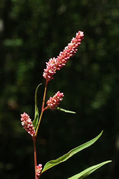Polygonum Persicaria Redshank