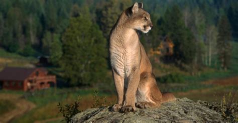Michigan ‘ghost Species Photographed For First Time In Over 100 Years