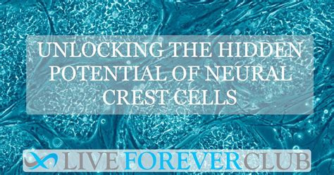 Unlocking The Hidden Potential Of Neural Crest Cells