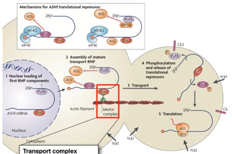 Mrna Localisation Flashcards Quizlet