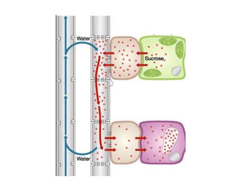 Pressure Flow Hypothesis Quiz