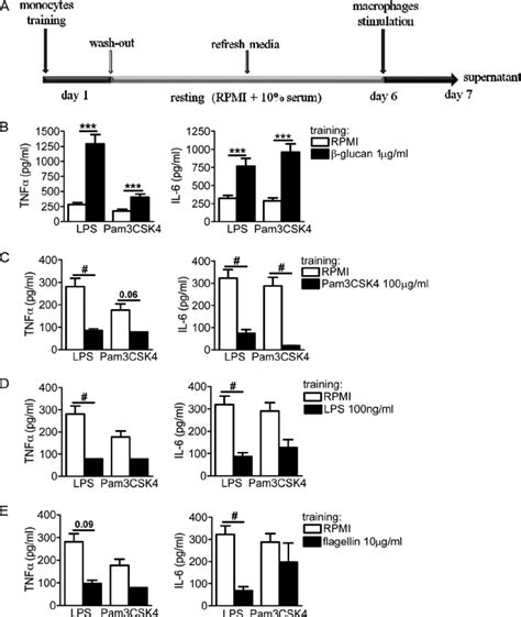 A In Vitro Training Scheme Adherent Monocytes Were Incubated With