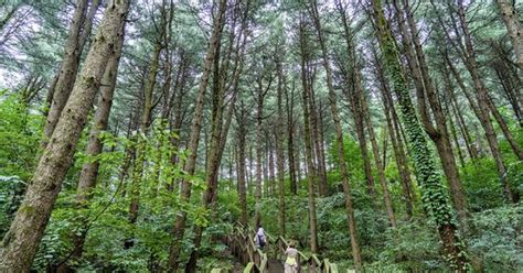 식물은 이미 알고 있다하루 2000l 물 끌어올리는 이 나무 비밀