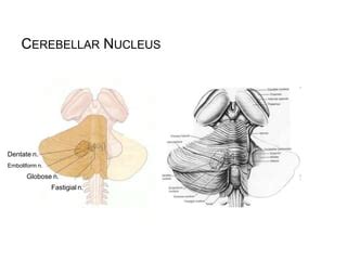 Cerebellum Pptx