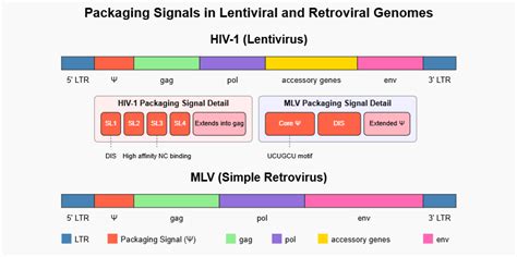 Lentivirus Packaging Signal Resources Bioinnovatise