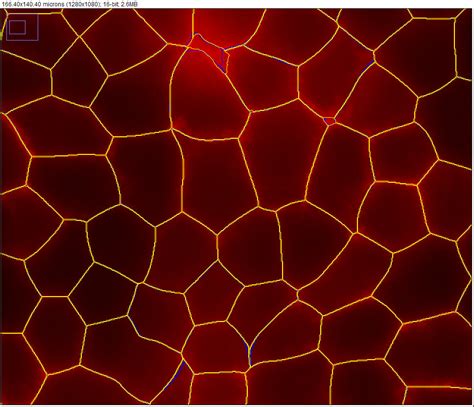 Cellpose Gui Vs Python Api Different Segmentation Results With Same Parameters Usage