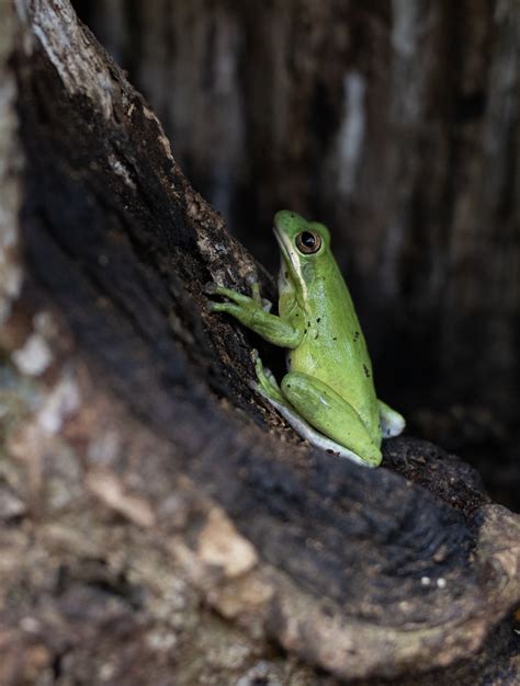 American Green Tree Frog — Reflection Riding Chattanooga Nature