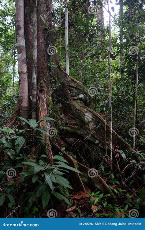 Tropical Secondary Forest Stock Image Image Of Province 245961589