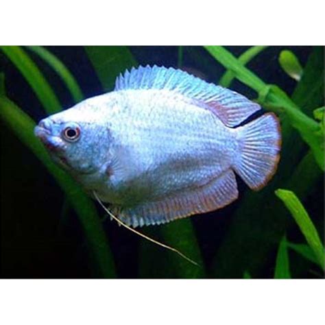 Colisa Lalia Cobalt Blue