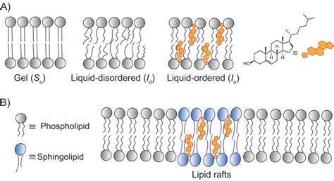 Schematic Presentation Of A The Gel Phase Liquid‐disordered Phase Download Scientific