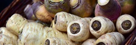 How To Grow Parsnip Sow Seeds