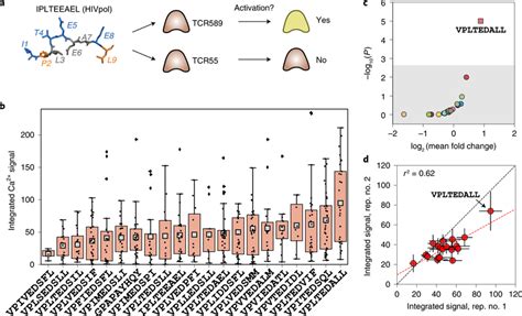 Activation Responses For Tcr55 Transduced T Cells Interacting With
