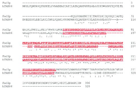 Alignment Of Fad Synthase Sequences From Yeast And Humans The