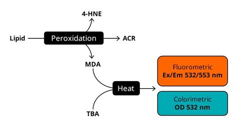 Rossuperoxide Detection检测试剂盒 Cell Based Ab139476 Abcam中文官网