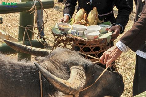 Mo Kho N Khoai L C Ng H N Tr U C A D N T C L B O D N T C V Ph T Tri N