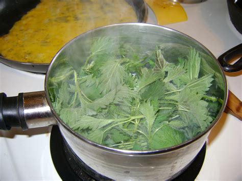 Fiddlehead Ferns Our Tiny Homestead