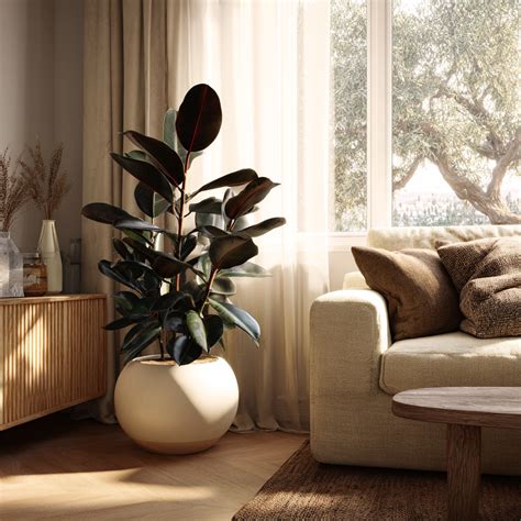 Rubber Plant Care Guide — How To Grow A Healthy Rubber Plant Indoors W