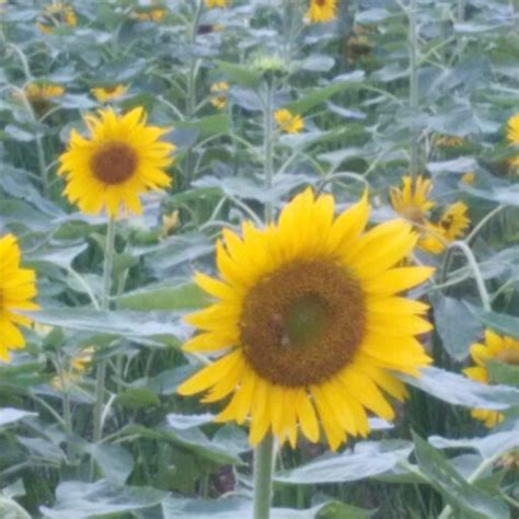 Yiling Li Shanghai Jiao Tong University Shanghai Sjtu Department