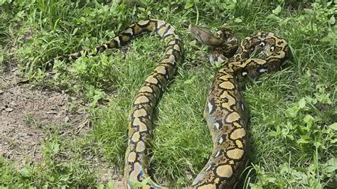 Houma Man Finds Giant Python In Backyard