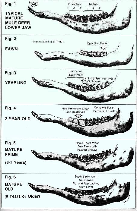 Deer Teeth Age Chart