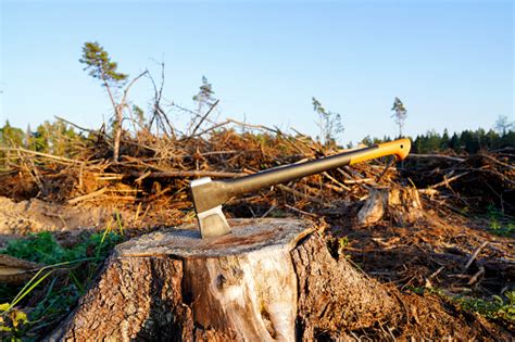 삼림 벌채 숲에서 목재를 자르기 위해 그루터기에 도끼 불법 로깅 0명에 대한 스톡 사진 및 기타 이미지 0명 그루터기 식물 부위 기후 묘사 Istock