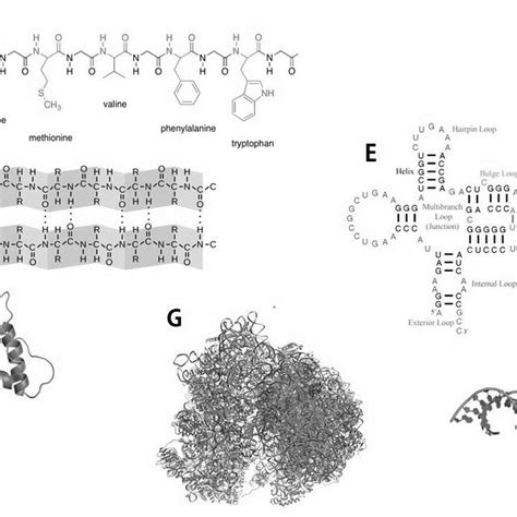 1 The Diversity Of Macromolecular Complexes In The Cell Download Scientific Diagram