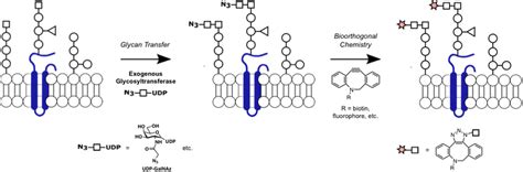 Glycan Structure Id Hsieh Wilson Lab