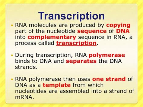 RNA PowerPoint Ppt