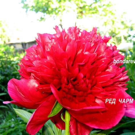 Купить [ Пион РЕД ШАРМ RED CHARM ПРОДАНО ] в Витебске - саженцы по ...