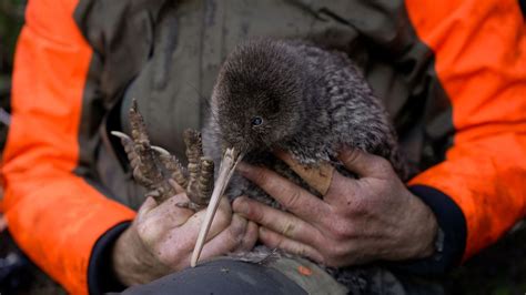 Shock Kiwi Rediscovery Delights Conservation World Mirage News