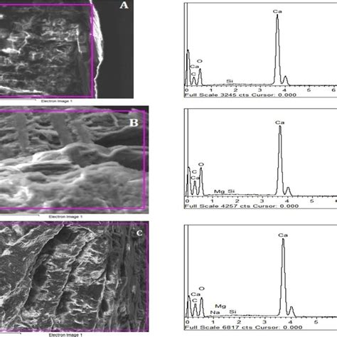 Sem Eds Of Cross Sectional Surface Of Snail Shells A B Bengalensis Download Scientific