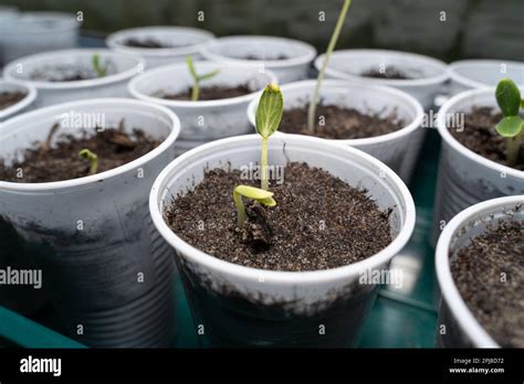 Cucumber Seedlings