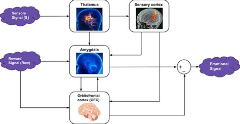 Structure Of Brain Emotional Controller Download Scientific Diagram