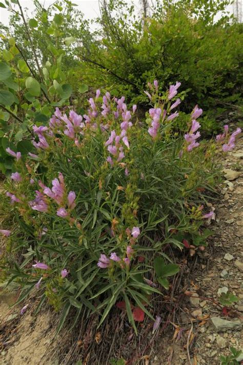 Penstemon Lyallii Burke Herbarium Image Collection