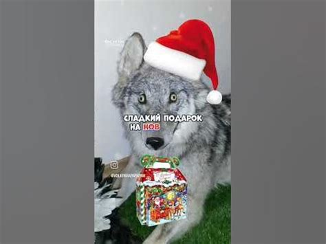 Не тот, кто волк, а тот, кто волк. - YouTube