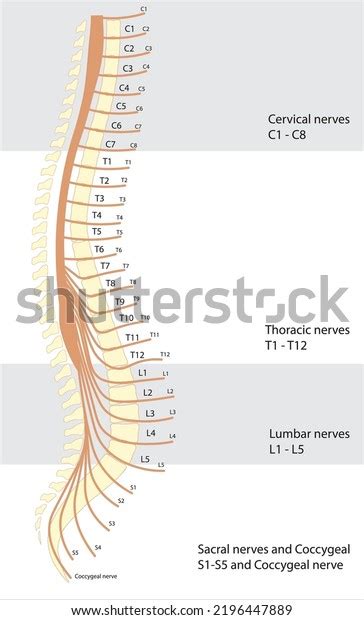 Human Column Nerve Segmentation Illutration Vertebral Stock Vector