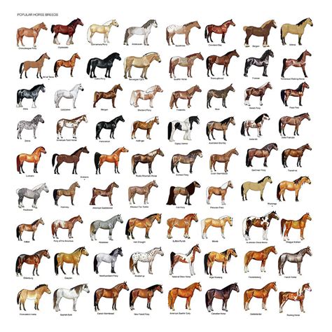 Different Types Of Horse Equipment At Jose Takahashi Blog