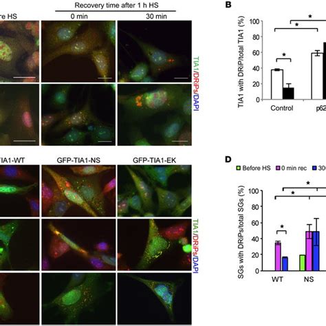 pdf tia1 variant drives myodegeneration in multisystem proteinopathy
