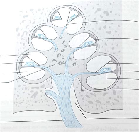 Diagram Anatomie Van Het Oor Doorsnede Cochlea Quizlet