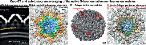 Figure 4 From Complete Atomic Structure Of A Native Archaeal Cell