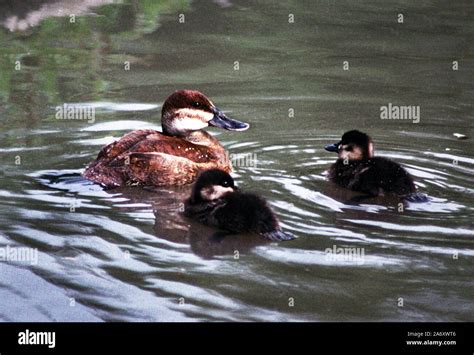 North American Ruddy Duck Oxyura Jamaicensis Female With 2 Ducklings Wildfowl And Wetlands Trust